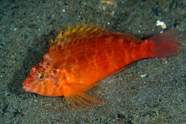 Cirrhitichthys aureus (Yellow hawkfish)