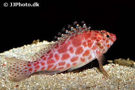Cirrhitichthys oxycephalus (Coral hawkfish)