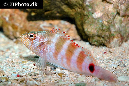 Cirrhitops fasciatus (Redbarred hawkfish)