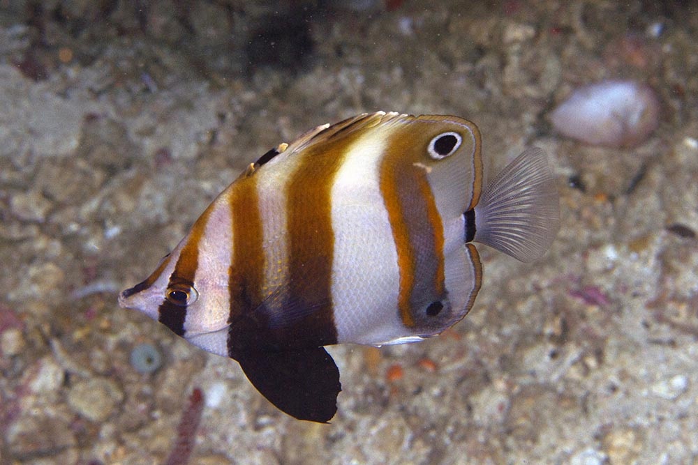 Coradion melanopus (Twospot coralfish)