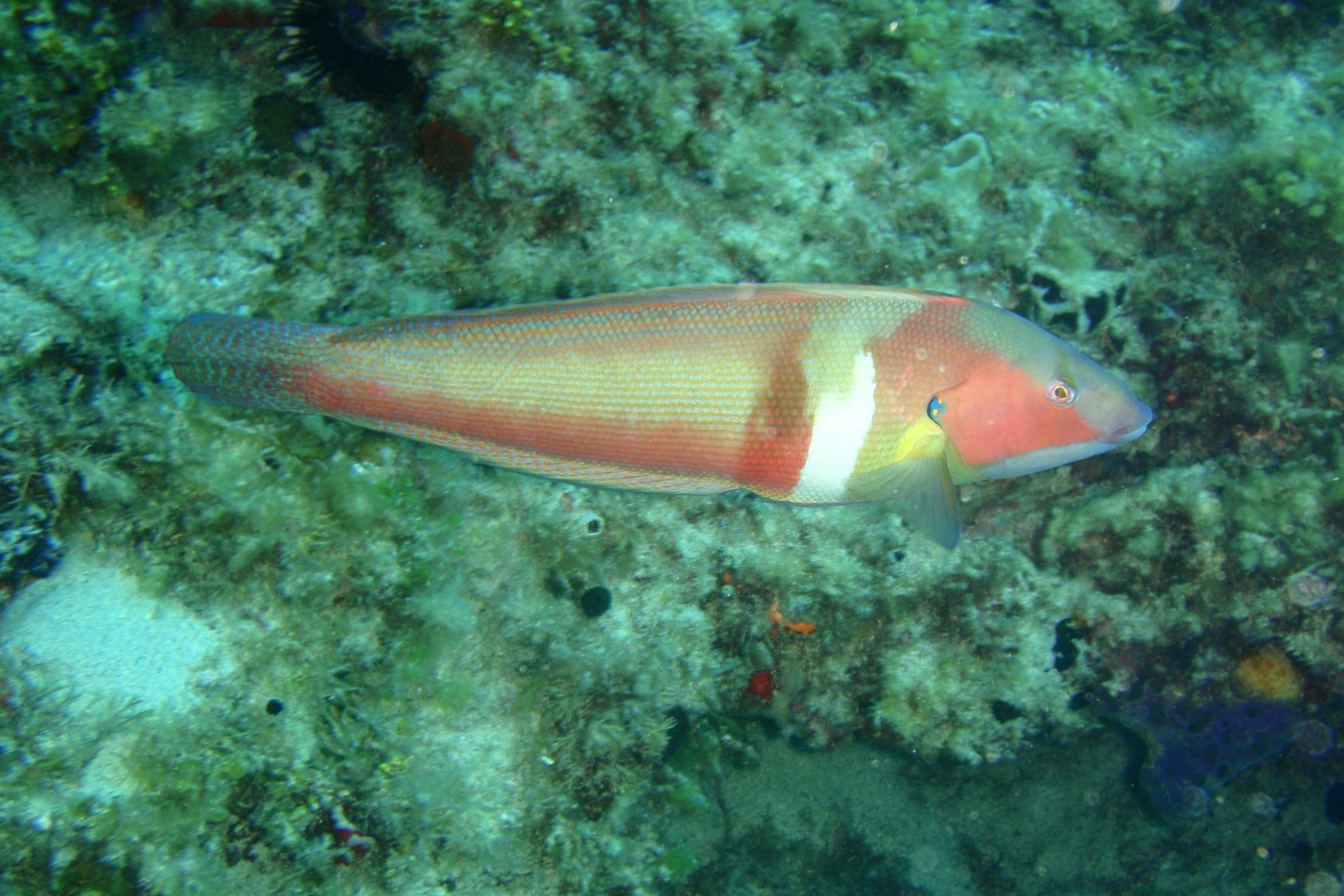 Coris auricularis (Western king wrasse)