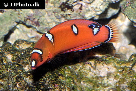 Coris gaimard (African coris)