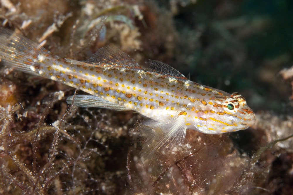 Coryphopterus urospilus (Redlight goby)