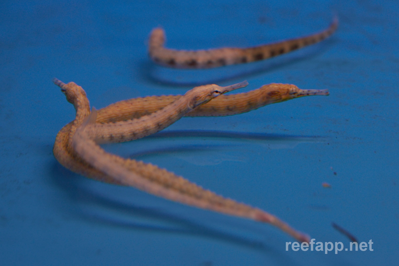 Corythoichthys intestinalis (Scribbled pipefish)