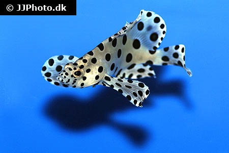 Cromileptes altivelis (Humpback grouper )