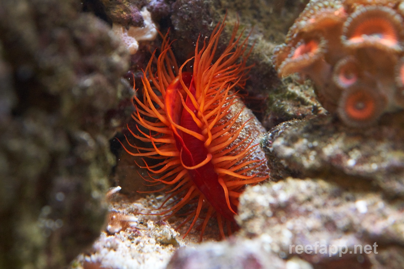 Ctenoides scaber (Flame scallop)