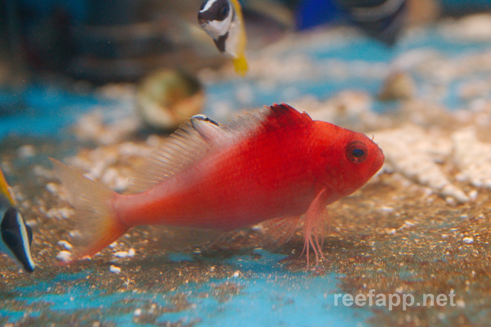 Cyprinocirrhites polyactis (Swallowtail hawkfish)
