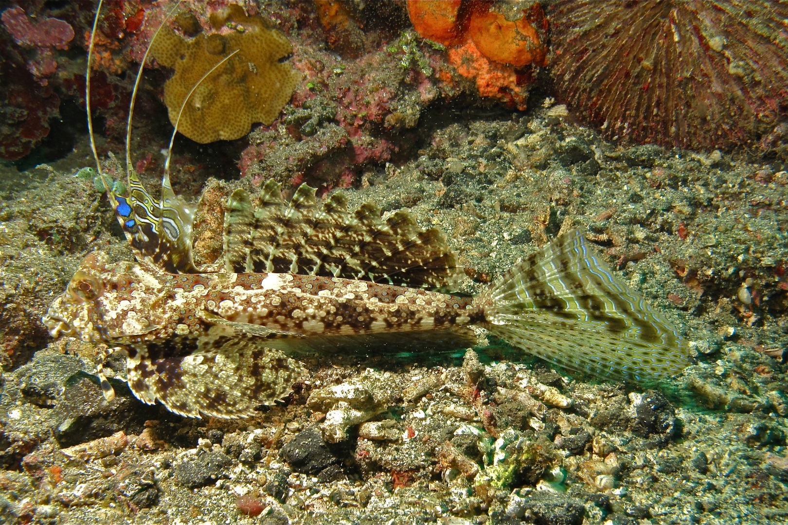 Dactylopus dactylopus (Fingered dragonet)