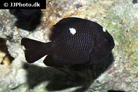 Dascyllus trimaculatus (Threespot dascyllus)