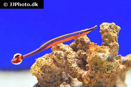 Doryrhamphus excisus (Bluestripe pipefish)