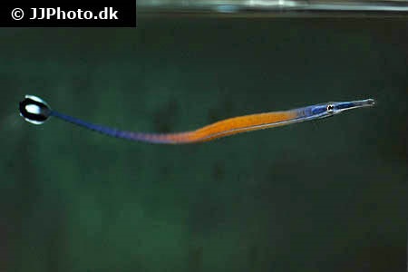 Doryrhamphus janssi (Janss' pipefish)
