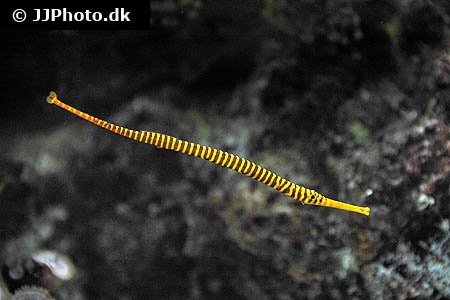Doryrhamphus pessuliferus (Yellowbanded pipefish)