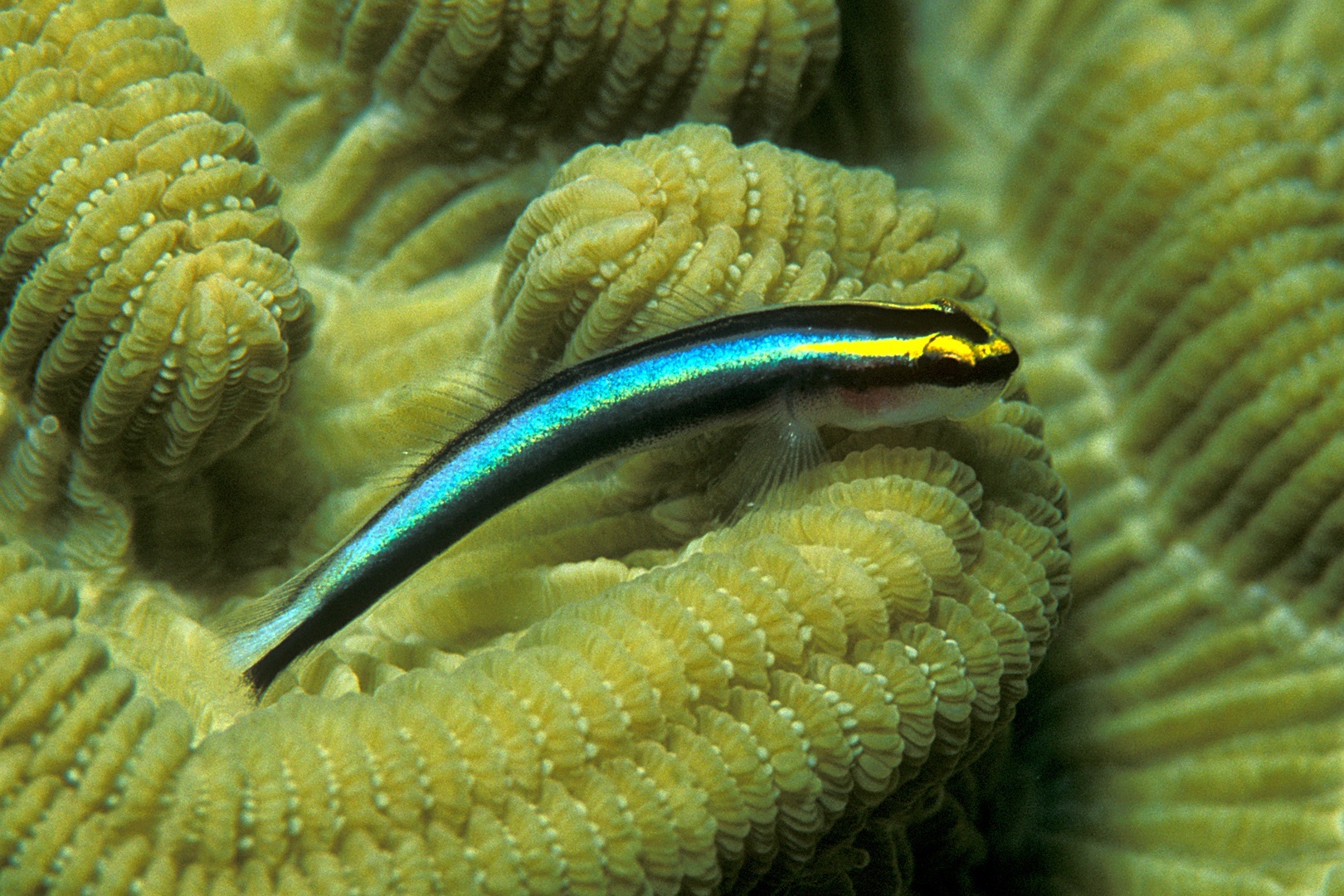 Elacatinus evelynae (Sharknose goby)