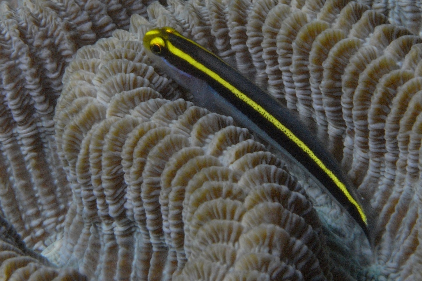 Elacatinus randalli (Yellownose goby)