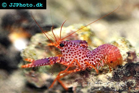 Enoplometopidae (Reef lobsters)