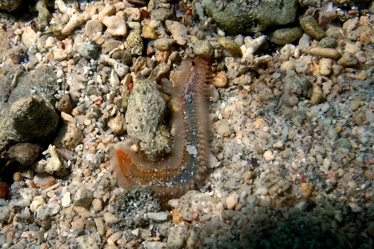 Eurythoe spp. (Aquarium fireworm)