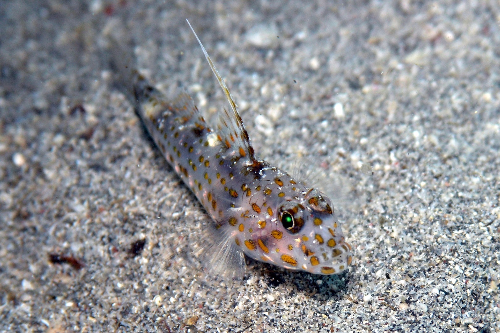 Fusigobius longispinus (Orange-spotted sand-goby)