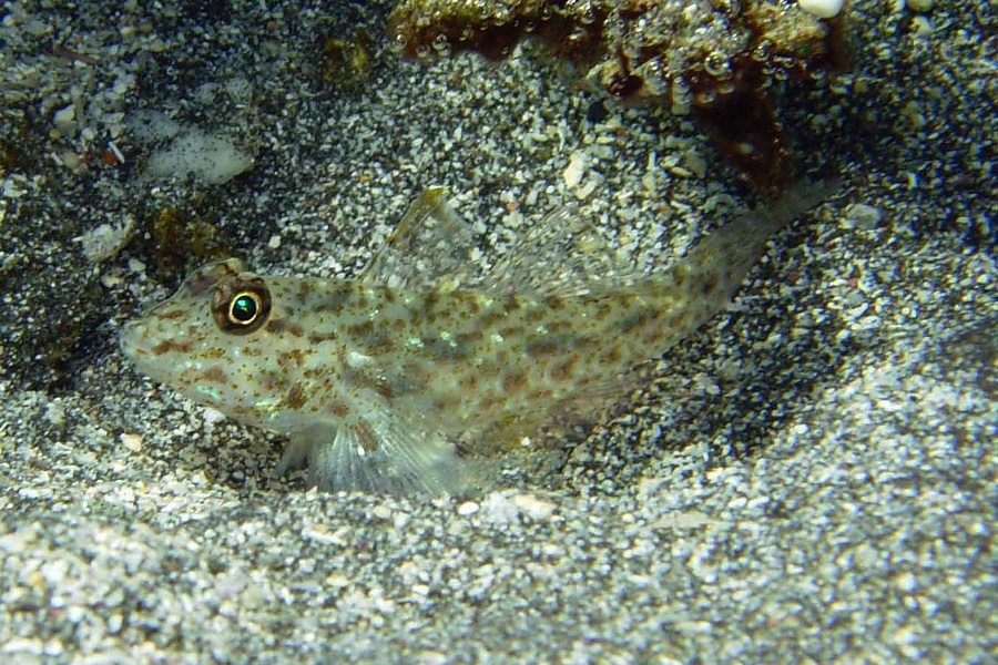 Fusigobius neophytus (Common fusegoby)