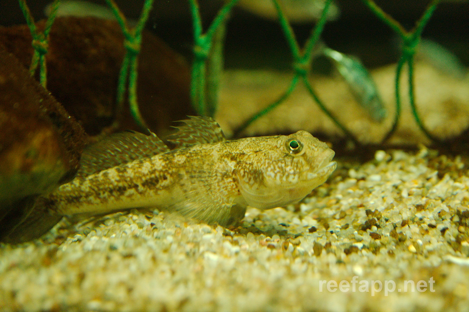 Gobius niger (Sortkutling)