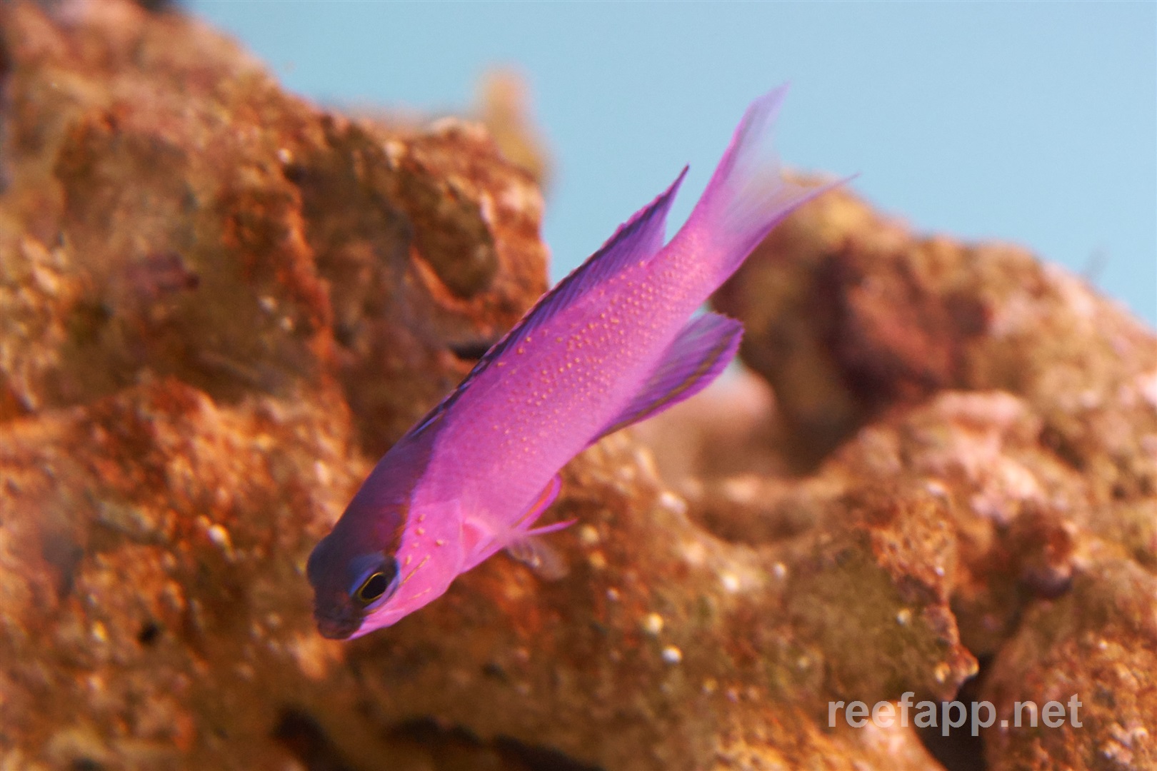 Gramma melacara (Blackcap basslet)