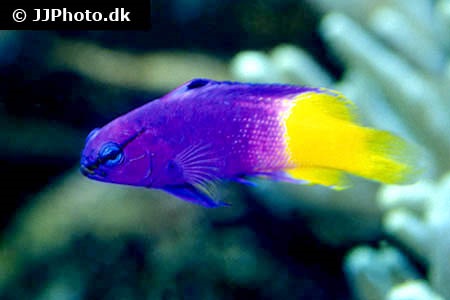 Grammatidae (Basslets)