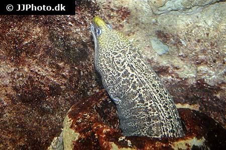 Gymnothorax undulatus (Undulated moray)
