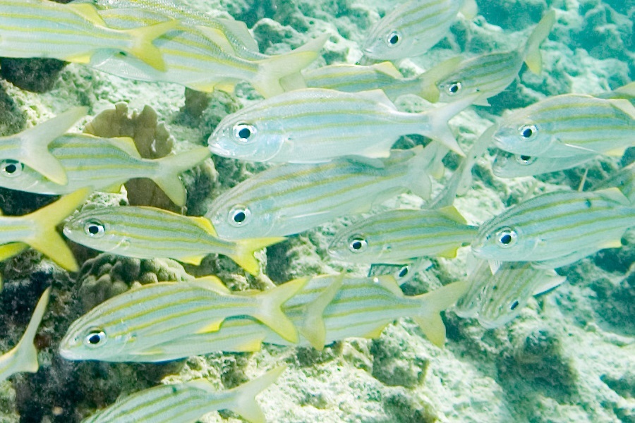 Haemulon chrysargyreum (Smallmouth grunt)
