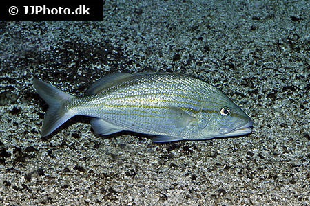 Haemulon melanurum (Cottonwick grunt)