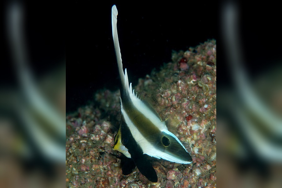 Heniochus chrysostomus (Threeband pennantfish)