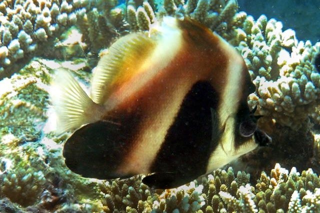 Heniochus pleurotaenia (Phantom bannerfish)