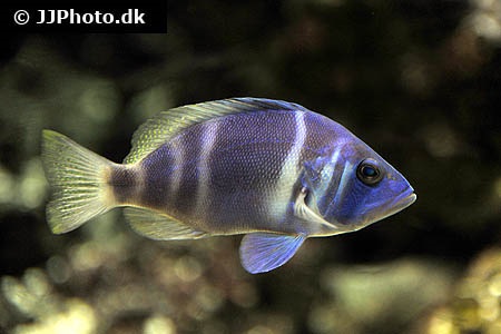 Hypoplectrus indigo (Indigo hamlet)