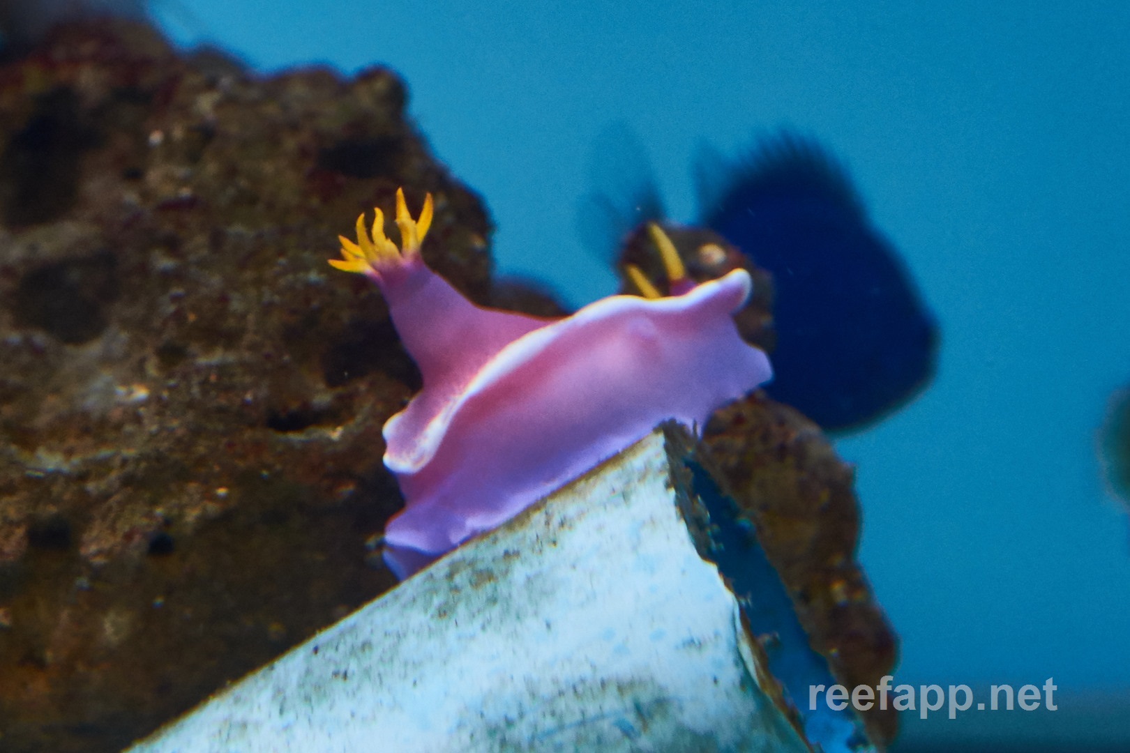 Hypselodoris bullockii