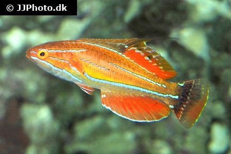 Labridae (Wrasses)