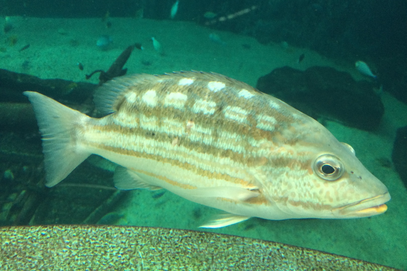 Lutjanus decussatus (Checkered snapper)
