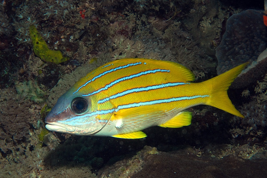 Lutjanus kasmira (Common bluestripe snapper)