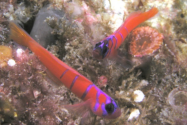 Lythrypnus dalli (Bluebanded goby)