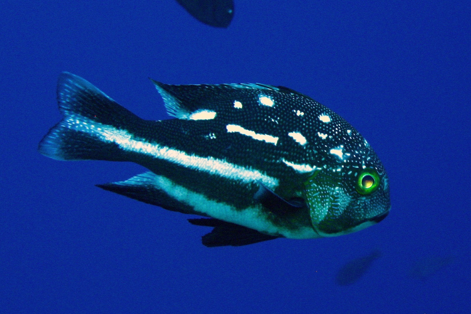 Macolor macularis (Midnight snapper)