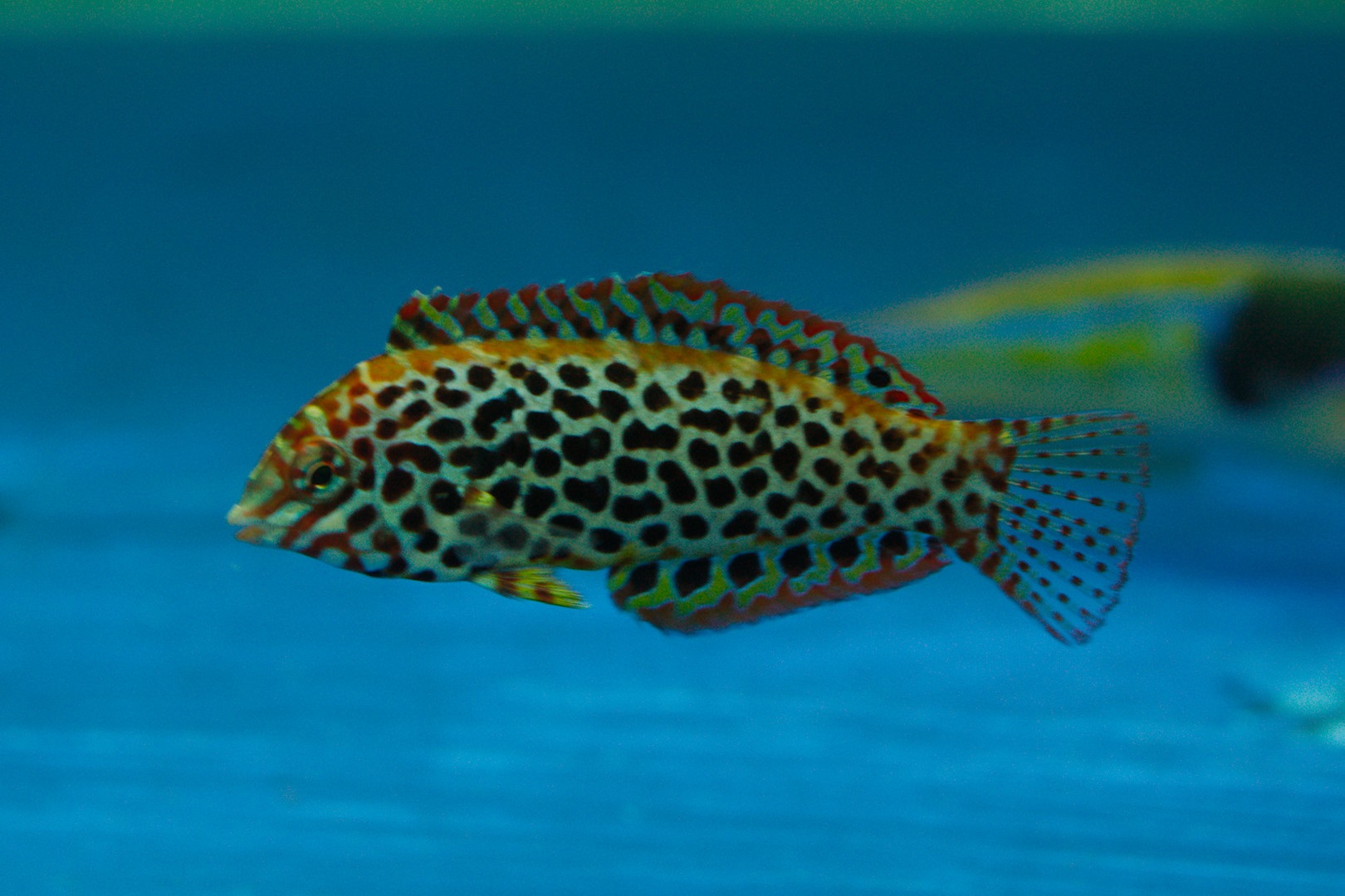 Macropharyngodon meleagris (Blackspotted wrasse)