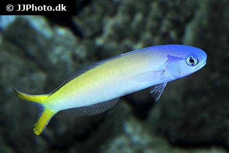 Malacanthidae (Tilefishes)