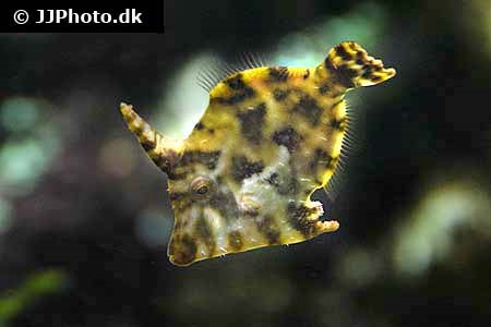 Monacanthidae (Filefishes)