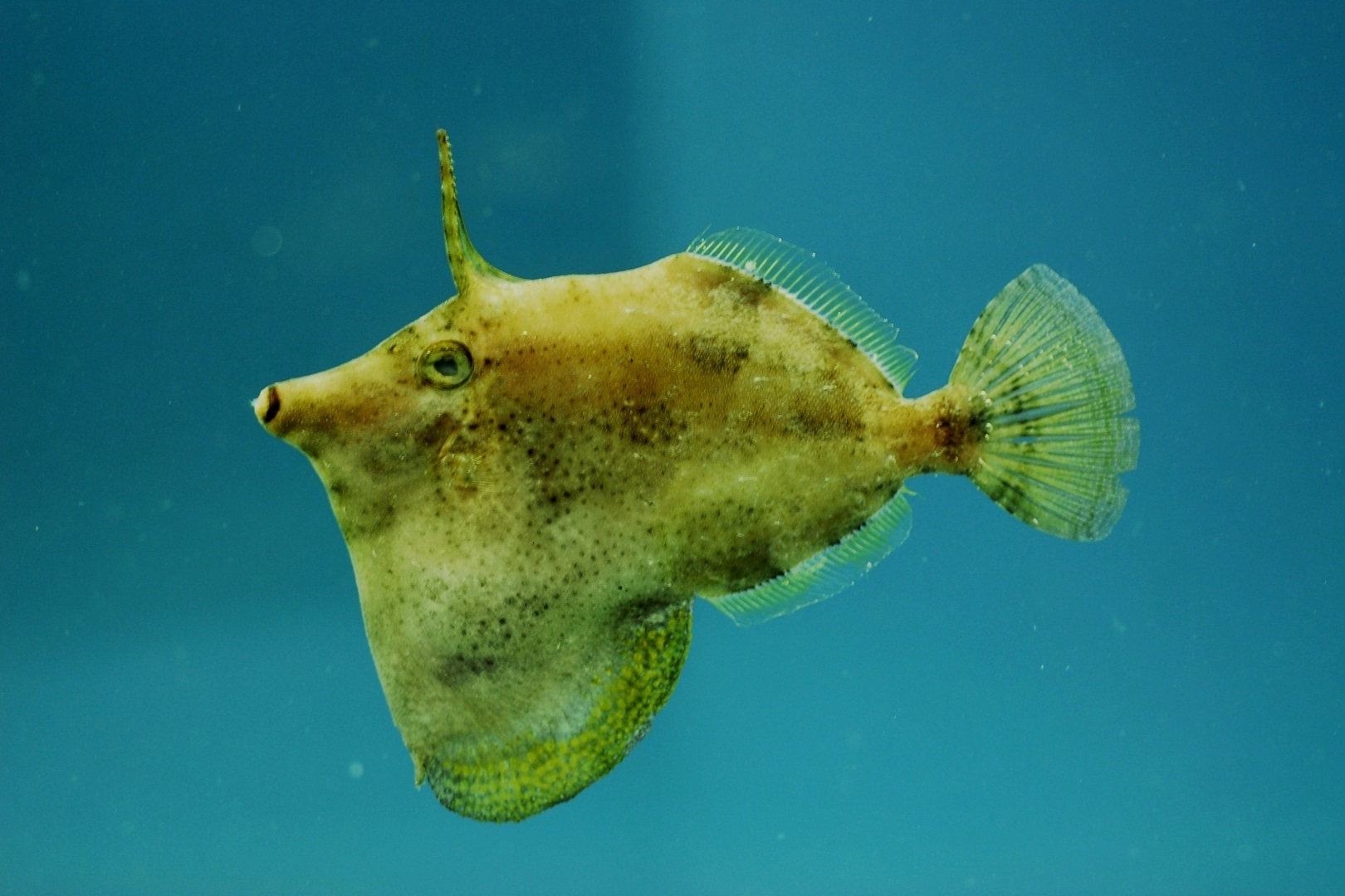Monacanthus ciliatus (Fringed filefish)