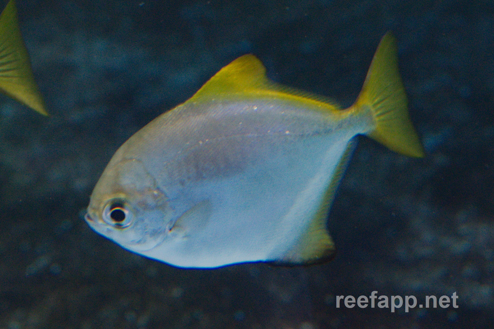 Monodactylidae (Moonyfishes)