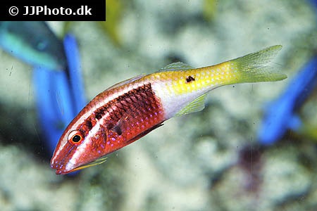 Mullidae (Goatfishes)