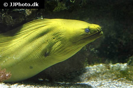 Muraenidae (Moray eel)