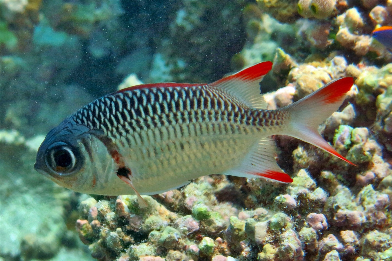 Myripristis violacea (Lattice soldierfish)