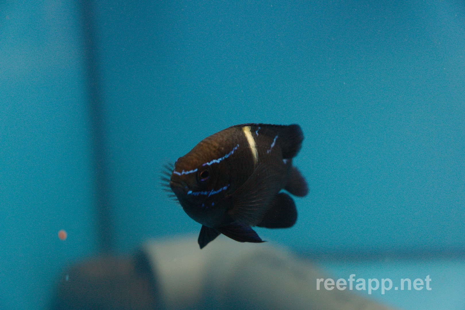 Blue Velvet Damselfish