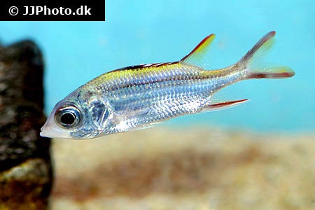 Neoniphon argenteus (Clearfin squirrelfish)
