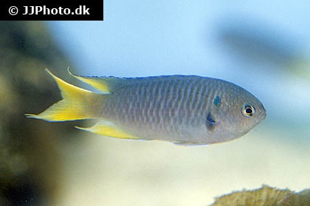 Neopomacentrus nemurus (Coral demoiselle)