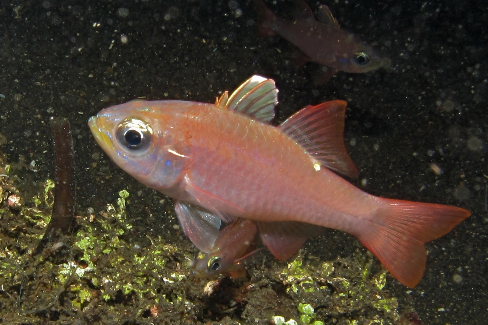 Ostorhinchus monospilus (Moluccen cardinal)