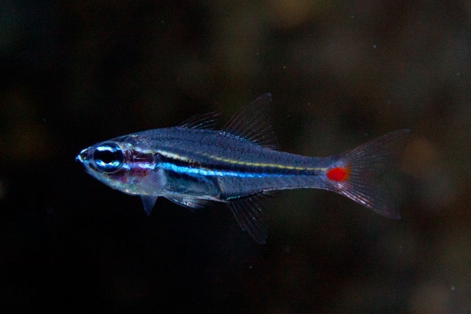 Ostorhinchus parvulus